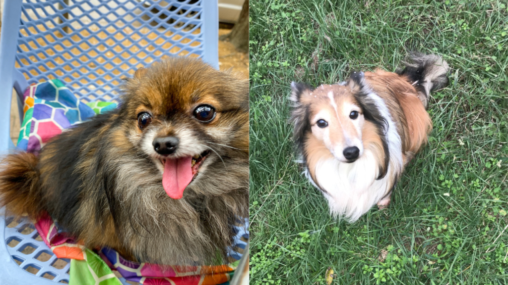 Ultimate Dog-Friendly Weekend Trips in Texas for 2024 | Holly in Houston